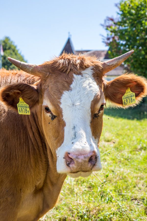 Bio Weide Beef - Biobetrieb Bleichenberg